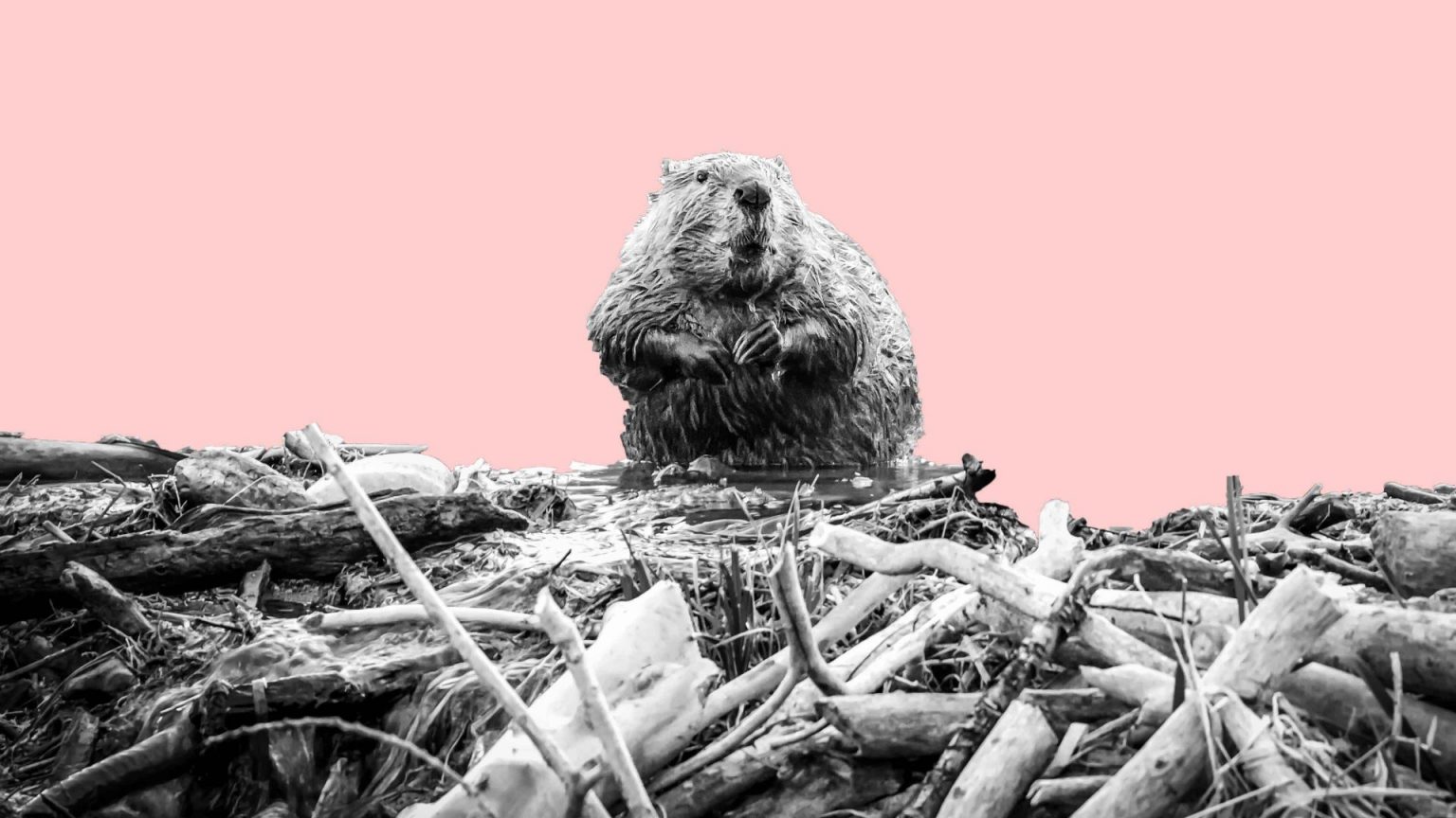 Nerd’s Eye View: 13 things you need to know about beavers - The New World
