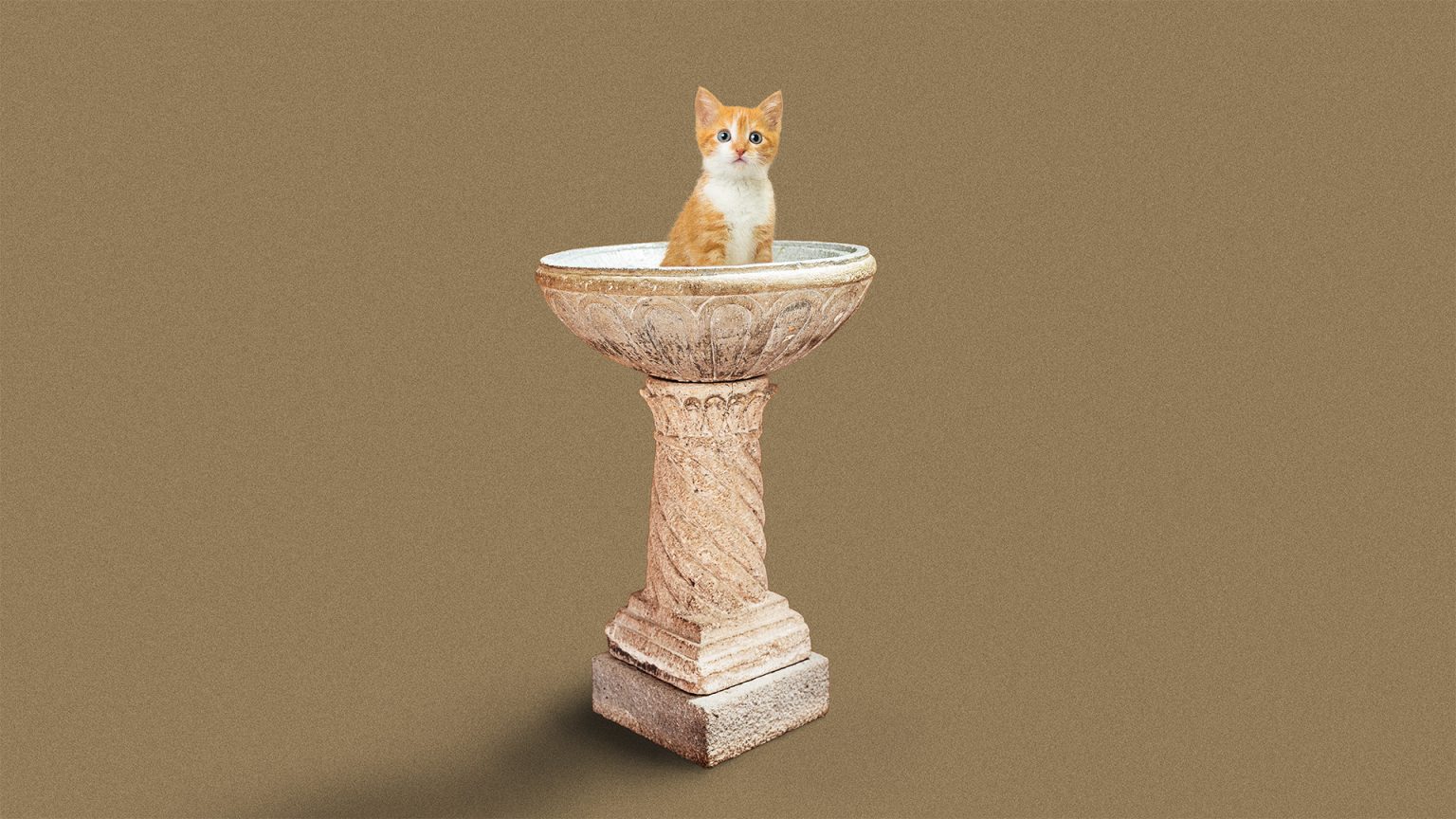 Inside the church of cat ladies - The New World