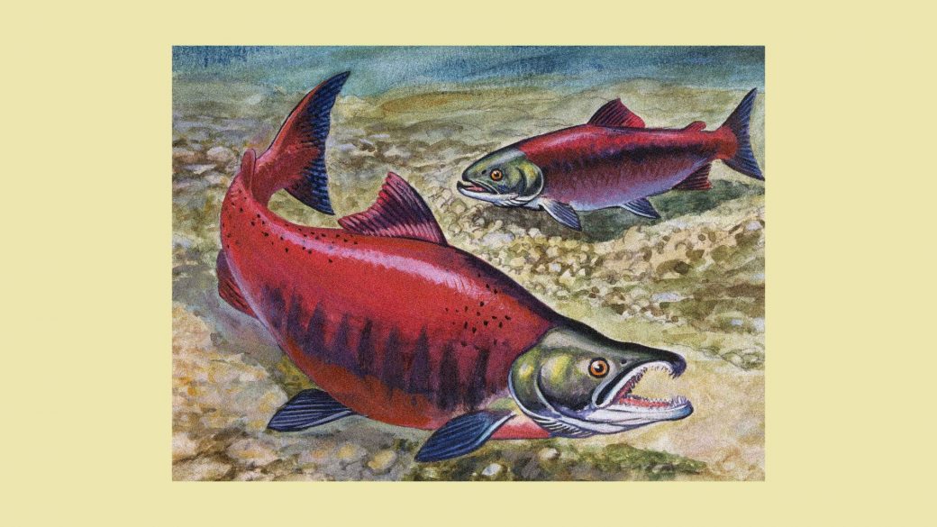 Why British people can’t pronounce sockeye salmon properly - The New World